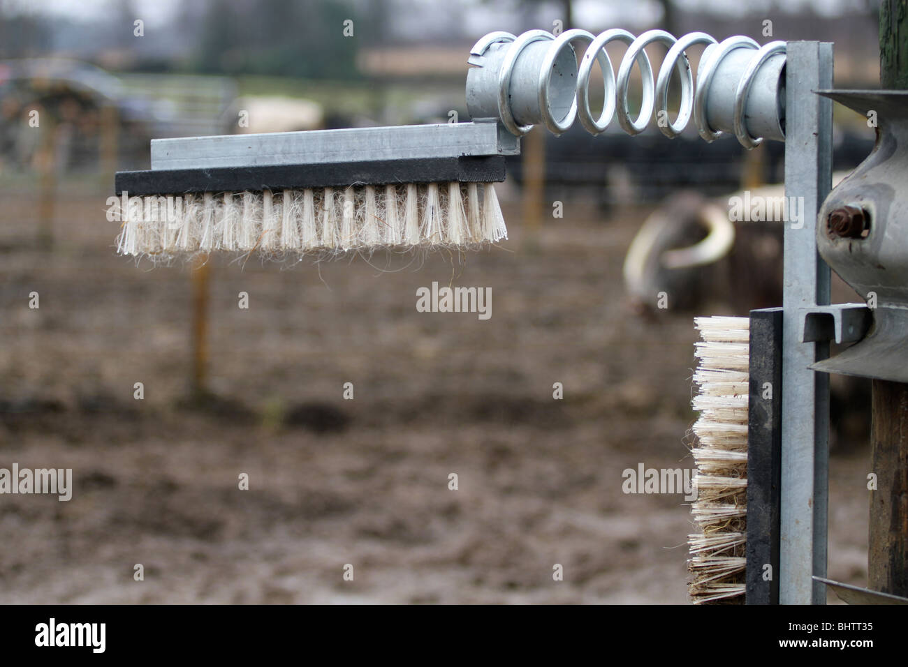 Wintering cattle hi-res stock photography and images - Alamy