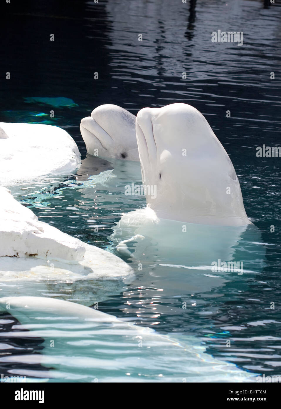 Beluga Whales Eating