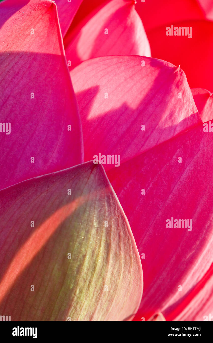 Nelumbo 'Mrs. Perry Slocum' a brilliant Pink Lotus Flower Stock Photo ...