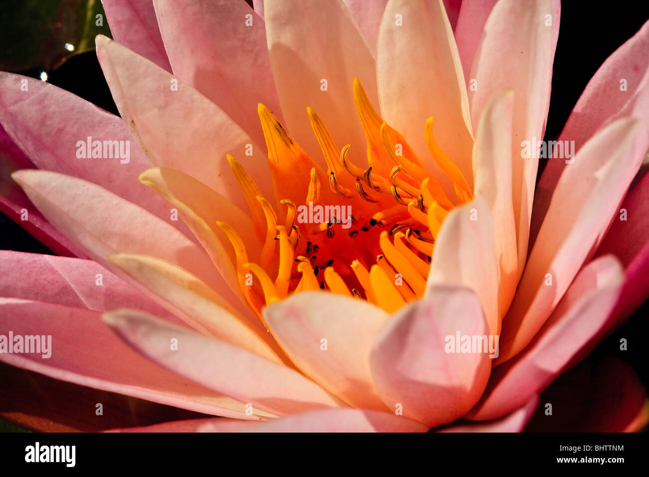 Nymphaea 'Sunny Pink', peach-pink water lily Stock Photo - Alamy