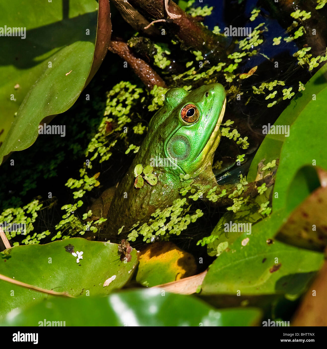 Frog rana clamitans hi-res stock photography and images - Alamy