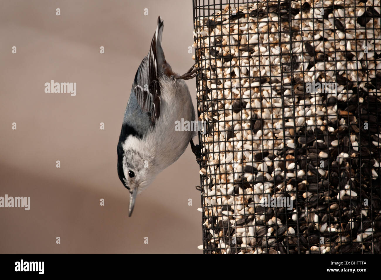 White-breasted Nuthatch on seed feeder Stock Photo - Alamy