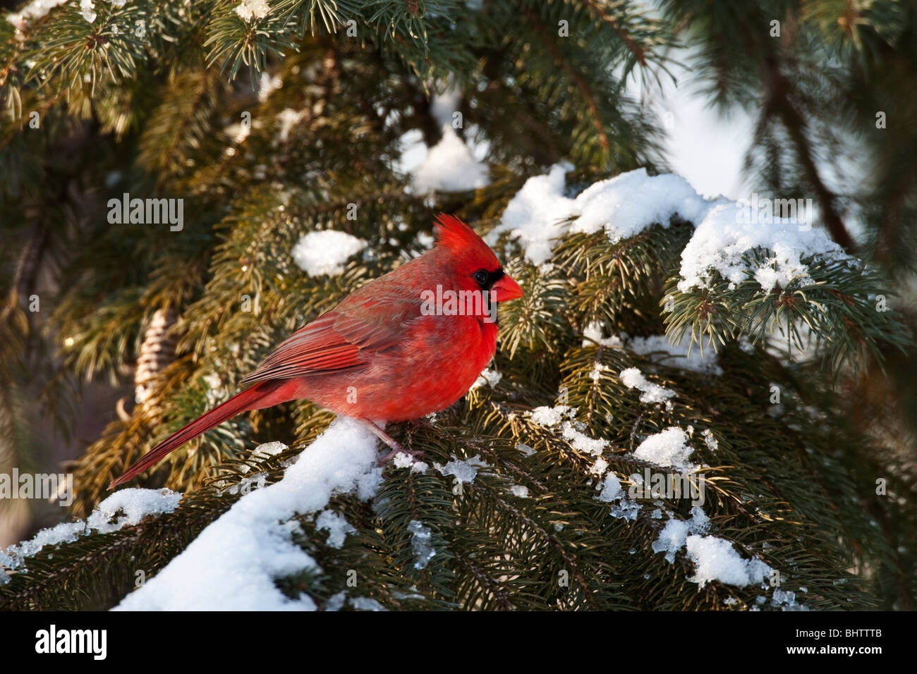 Male cardinal snowy tree hi-res stock photography and images - Alamy