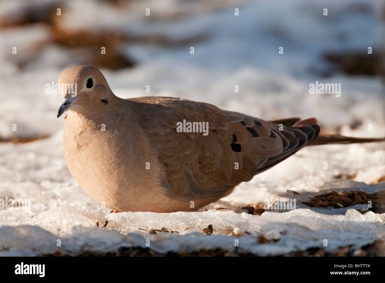 Mourning Dove, Zenaida macroura, foraging on snowy winter ground Stock ...