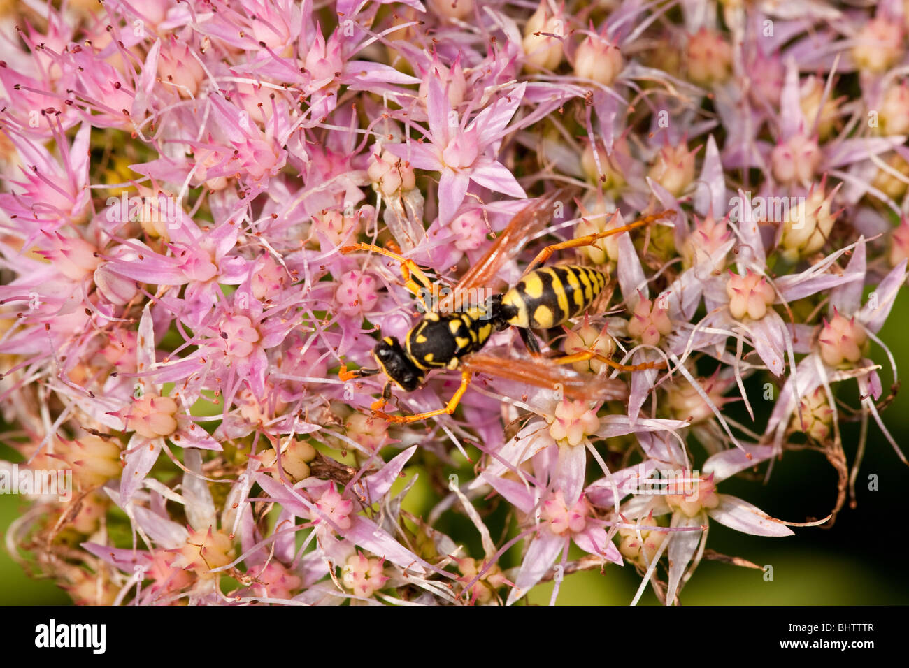 Yellow Jacket, Vespula spp., on Sedum flower Stock Photo - Alamy