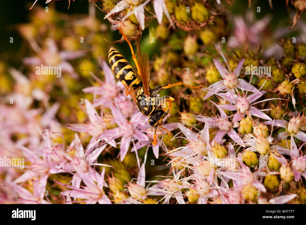 Insect wa hi-res stock photography and images - Alamy