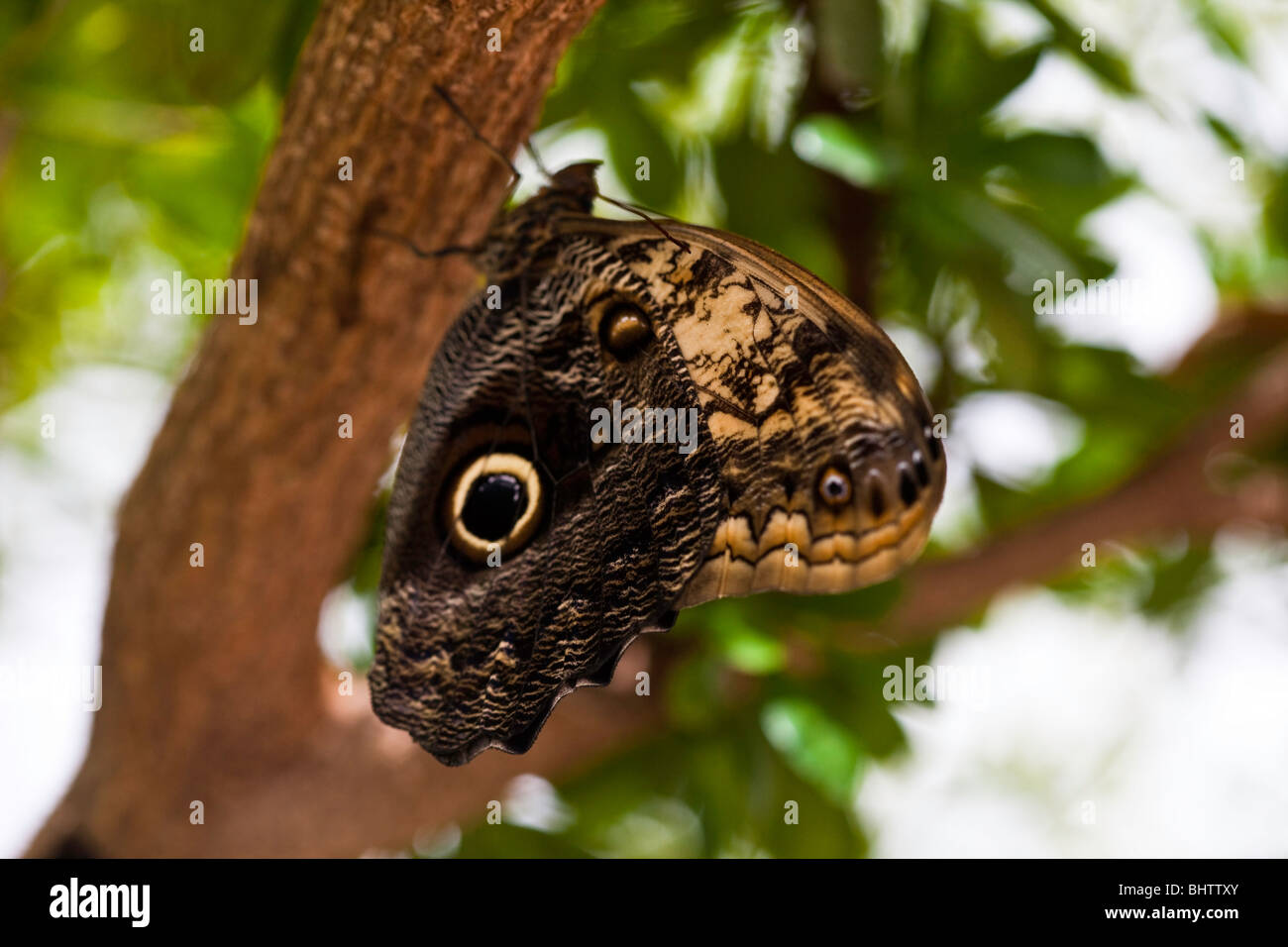 Owl butterfly caligo eurilochus butterfly hi-res stock photography and ...