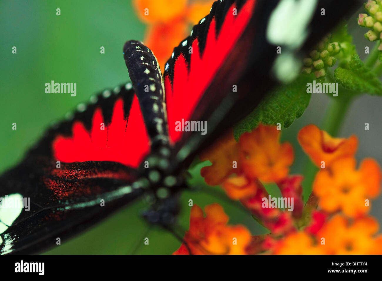 Doris Longwing - red form Butterfly, Heliconius doris Stock Photo - Alamy
