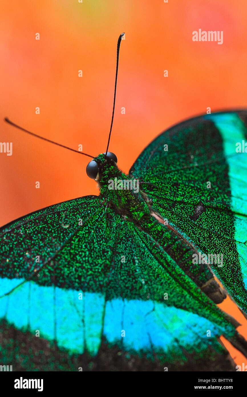 Emerald swallowtail hi-res stock photography and images - Alamy