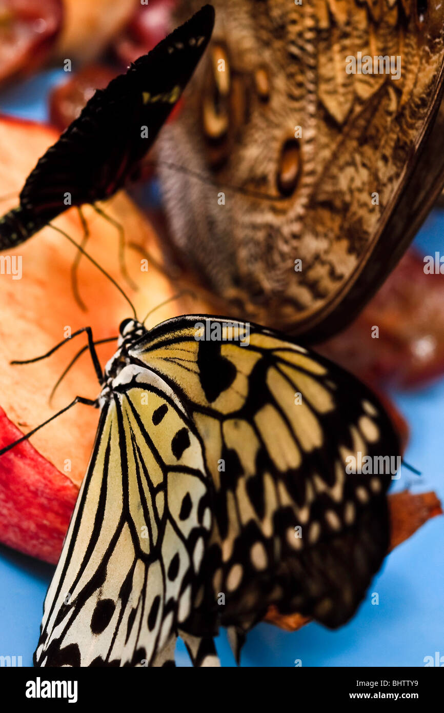 Paper Kite Butterfly, Idea leucone Stock Photo - Alamy