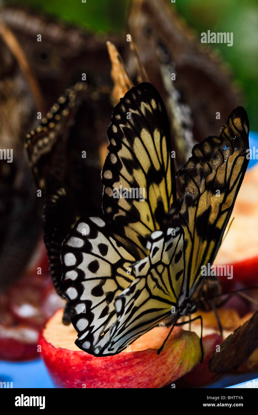 Paper Kite Butterfly, Idea leucone Stock Photo - Alamy