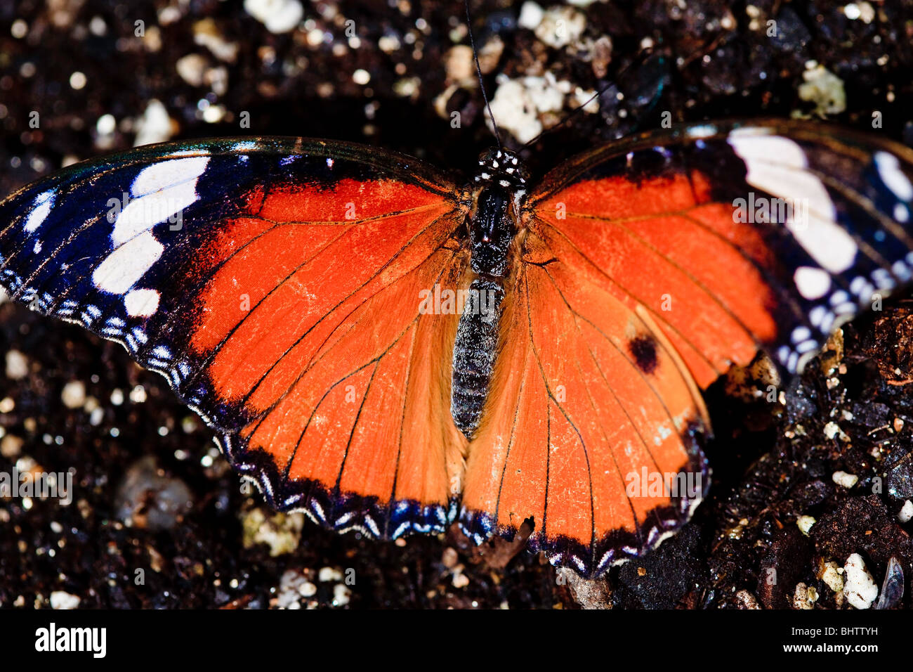 Common Lacewing Butterfly Stock Photo - Alamy
