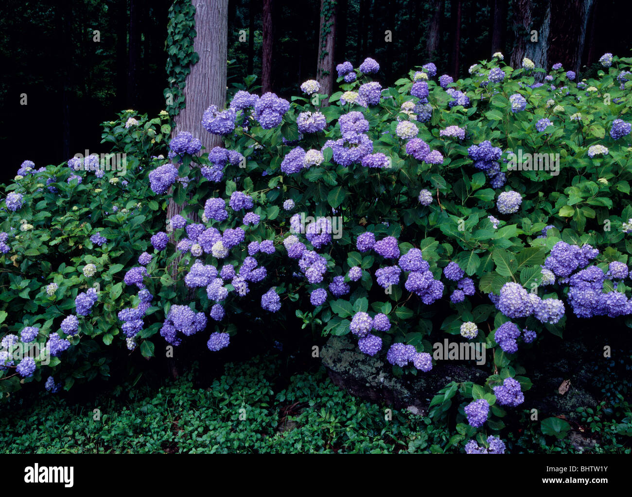 Hydrangea japan forest hi-res stock photography and images - Alamy