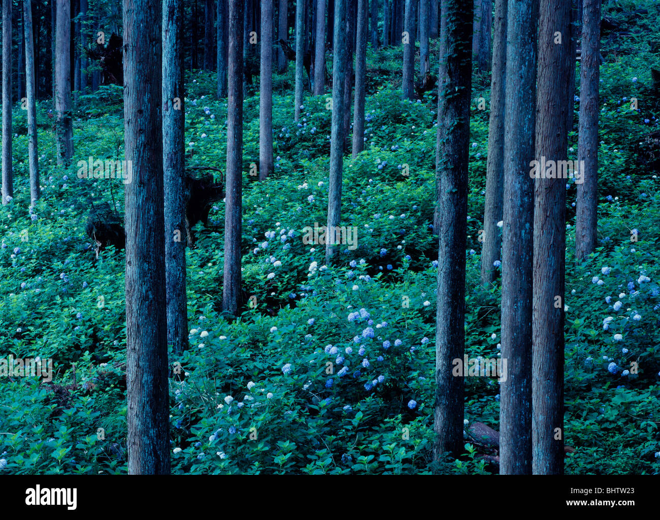 Hydrangea japan forest hi-res stock photography and images - Alamy
