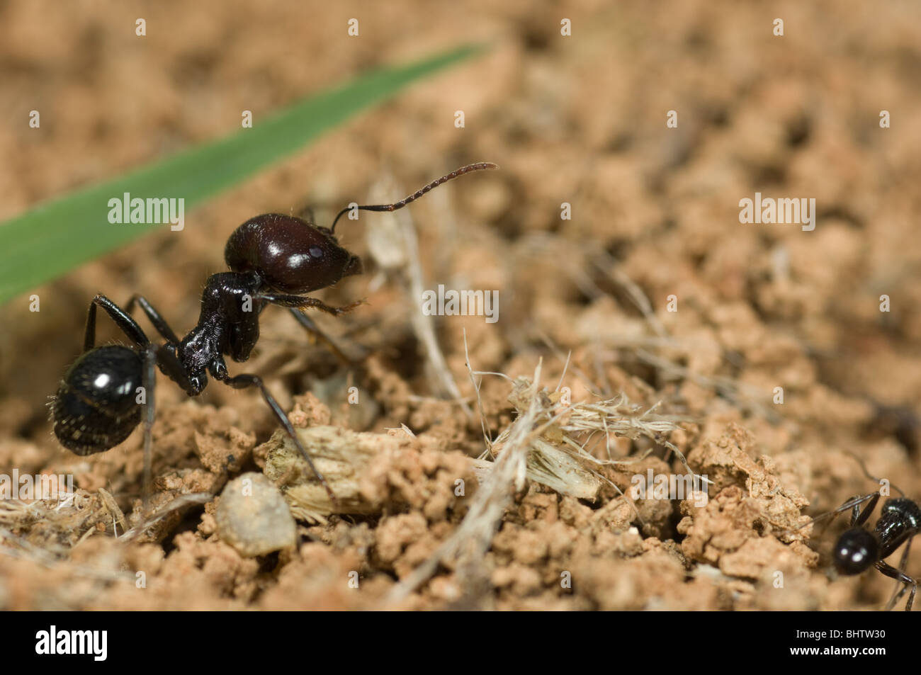 Messor barbarus the harvesting ant Stock Photo - Alamy