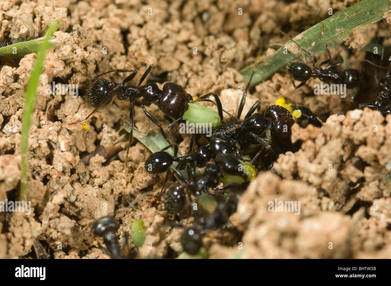 Messor barbarus the harvesting ant Stock Photo - Alamy