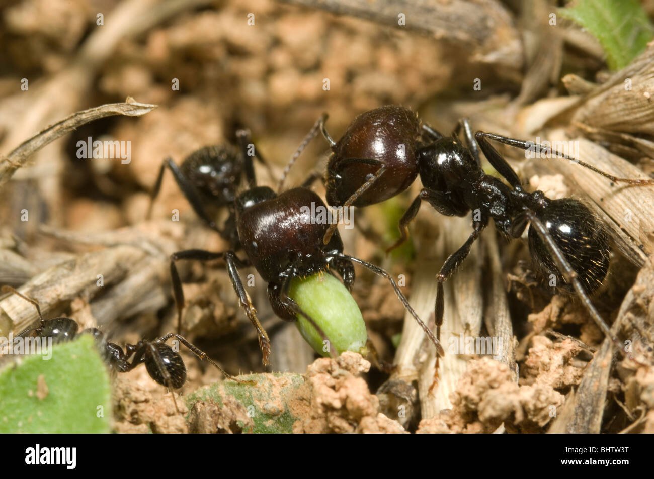 Messor barbarus the harvesting ant Stock Photo - Alamy