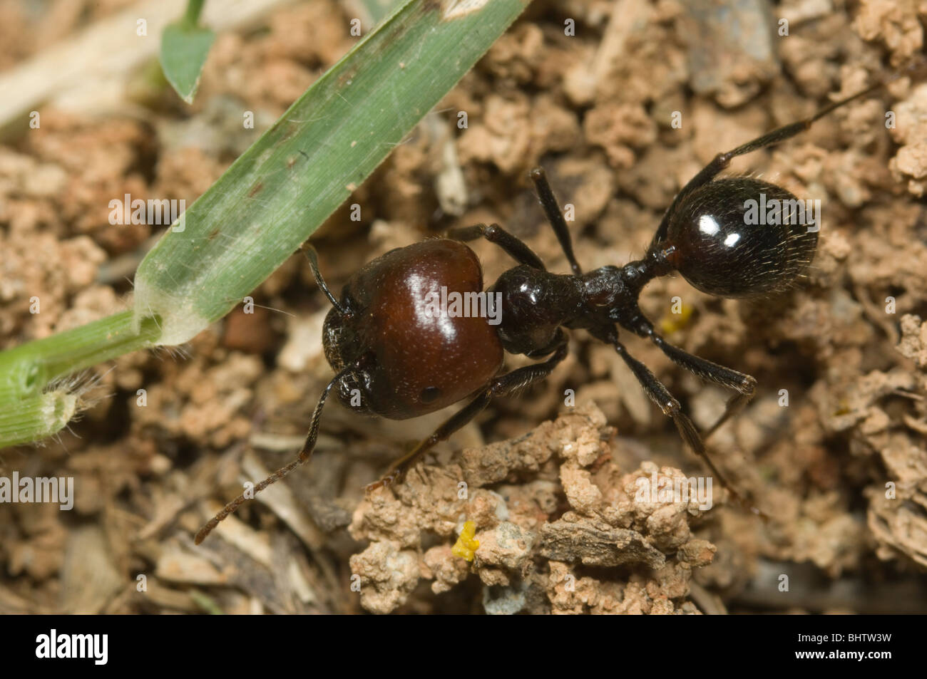 Messor barbarus the harvesting ant Stock Photo - Alamy