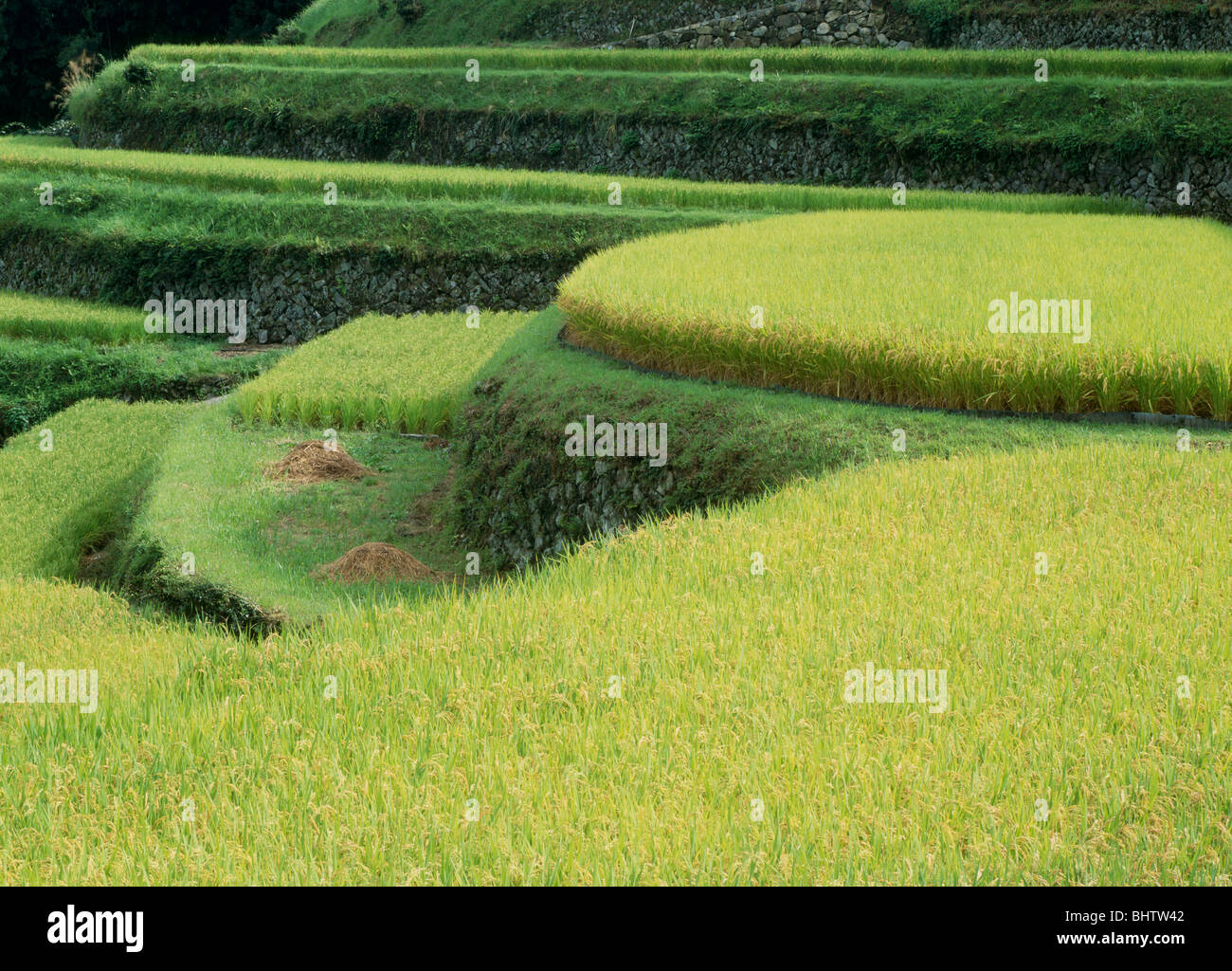 Sakaori Terraced Rice Paddies, Ena, Gifu, Japan Stock Photo - Alamy