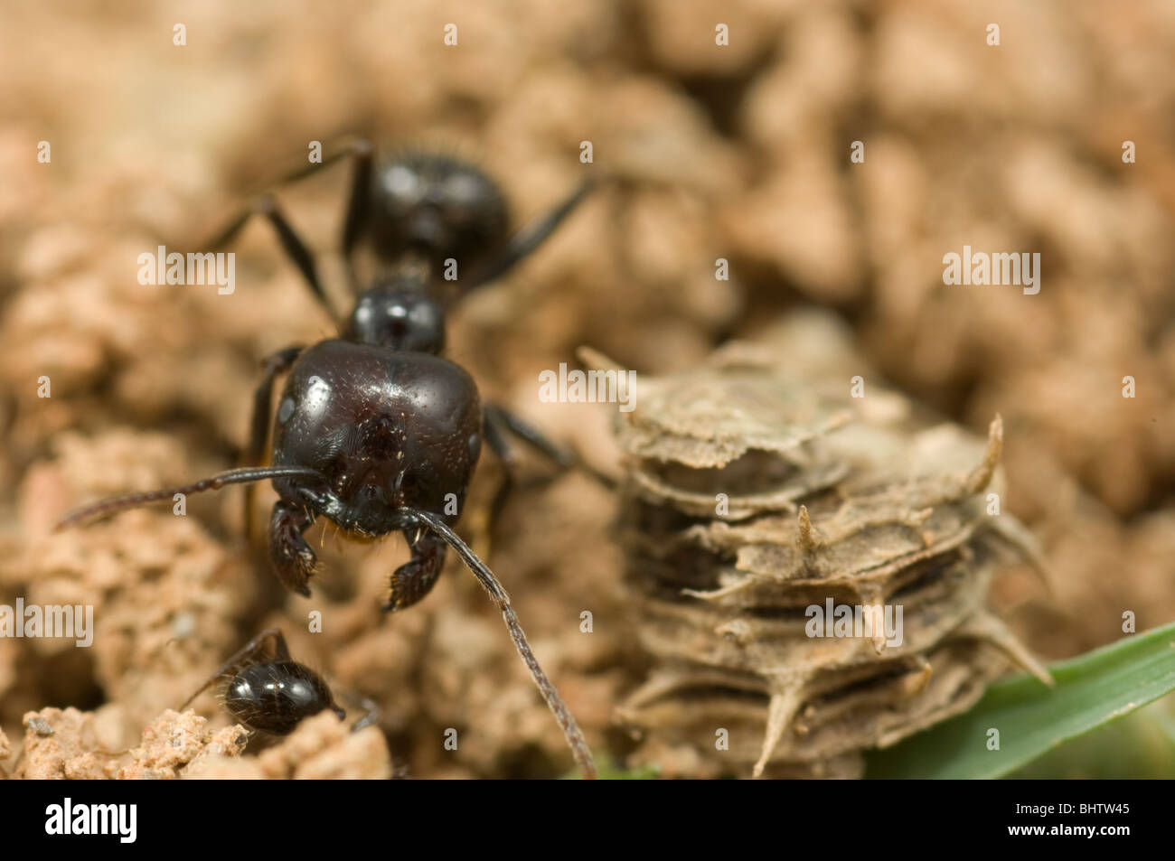Messor barbarus the harvesting ant Stock Photo - Alamy