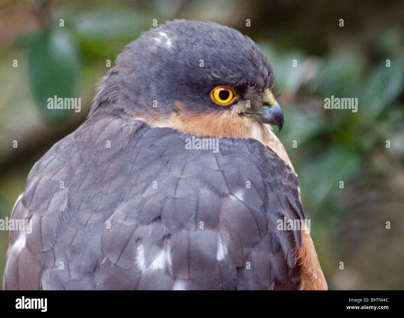 Male Eurasian Sparrowhawk (accipiter nisis Stock Photo - Alamy
