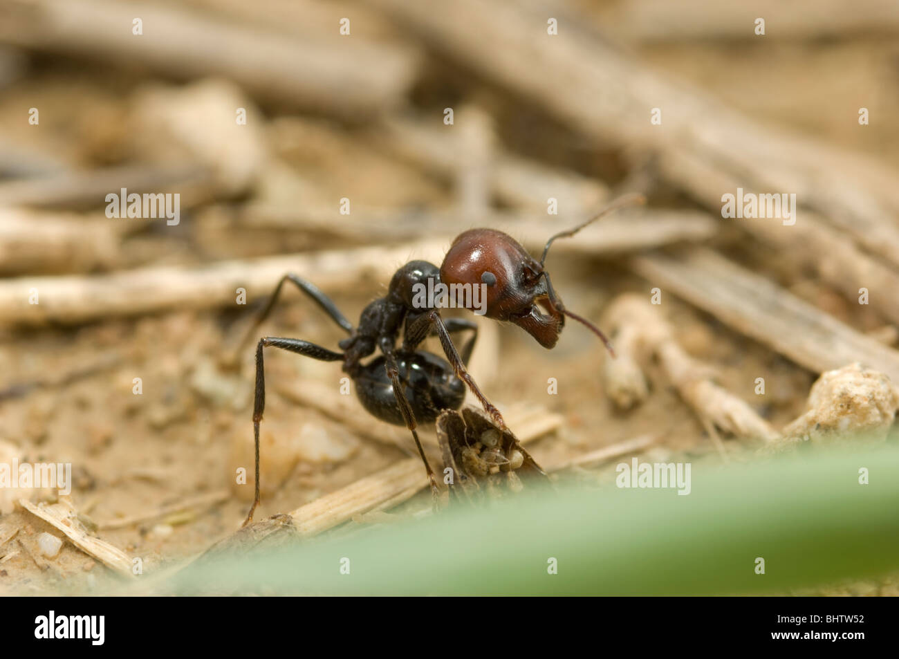 Messor barbarus the harvesting ant Stock Photo - Alamy