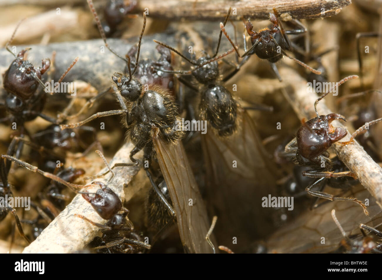Messor barbarus the harvesting ant Stock Photo - Alamy