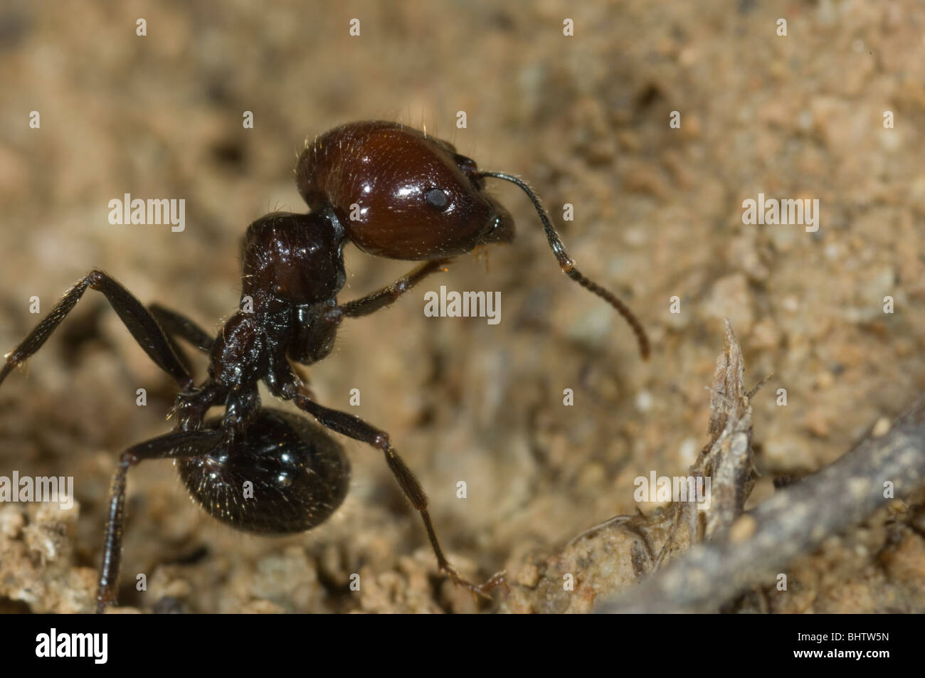 Messor barbarus the harvesting ant Stock Photo - Alamy