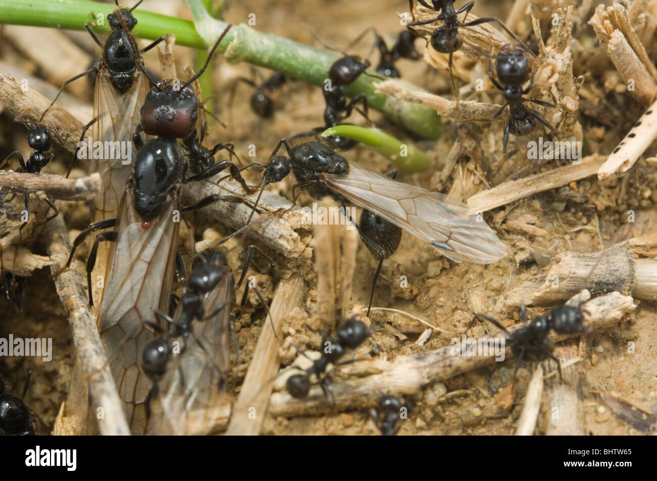 Messor barbarus worker hi-res stock photography and images - Alamy