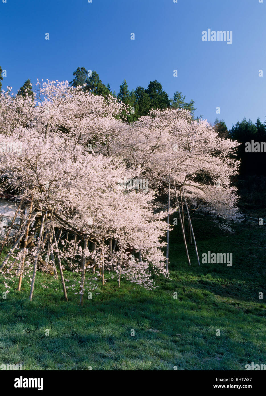 Garyu-sakura, Takayama, Gifu, Japan Stock Photo - Alamy