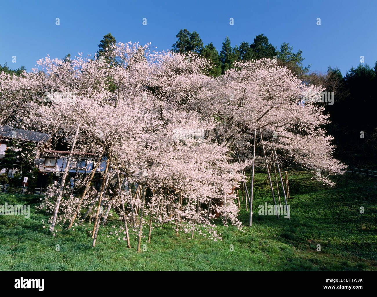 Garyu-sakura, Takayama, Gifu, Japan Stock Photo - Alamy