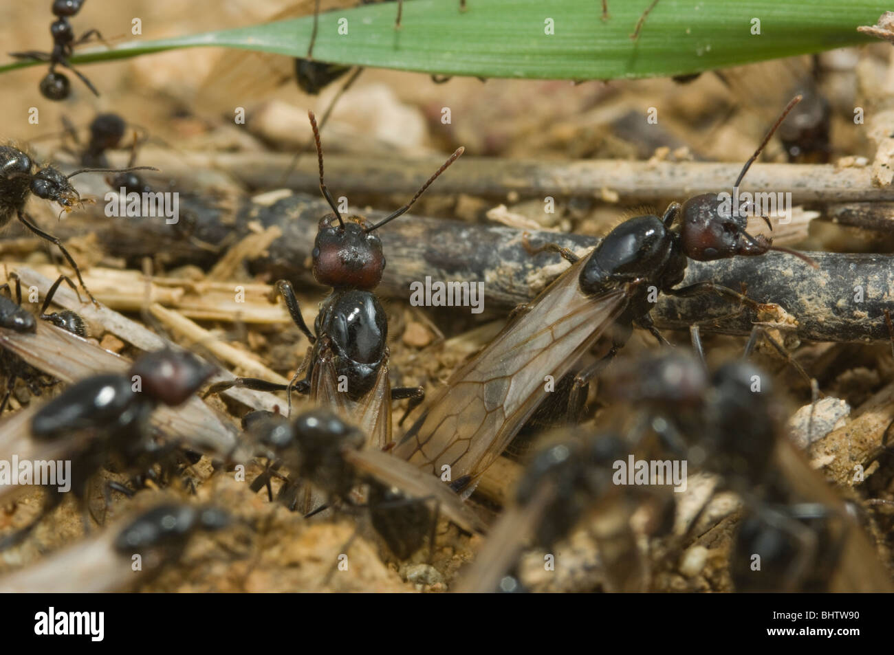 Messor barbarus the harvesting ant Stock Photo - Alamy
