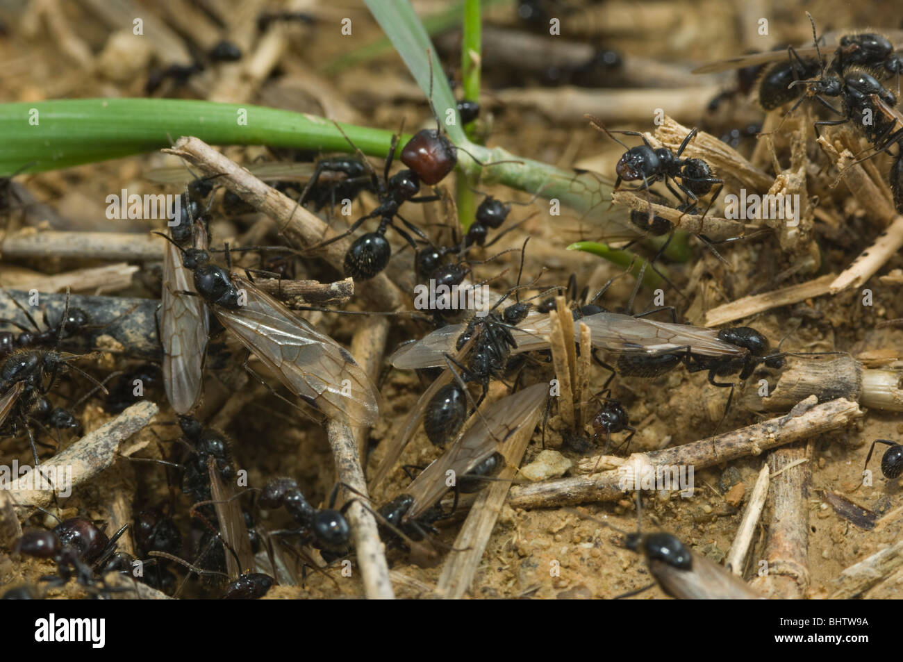 Messor barbarus the harvesting ant Stock Photo - Alamy