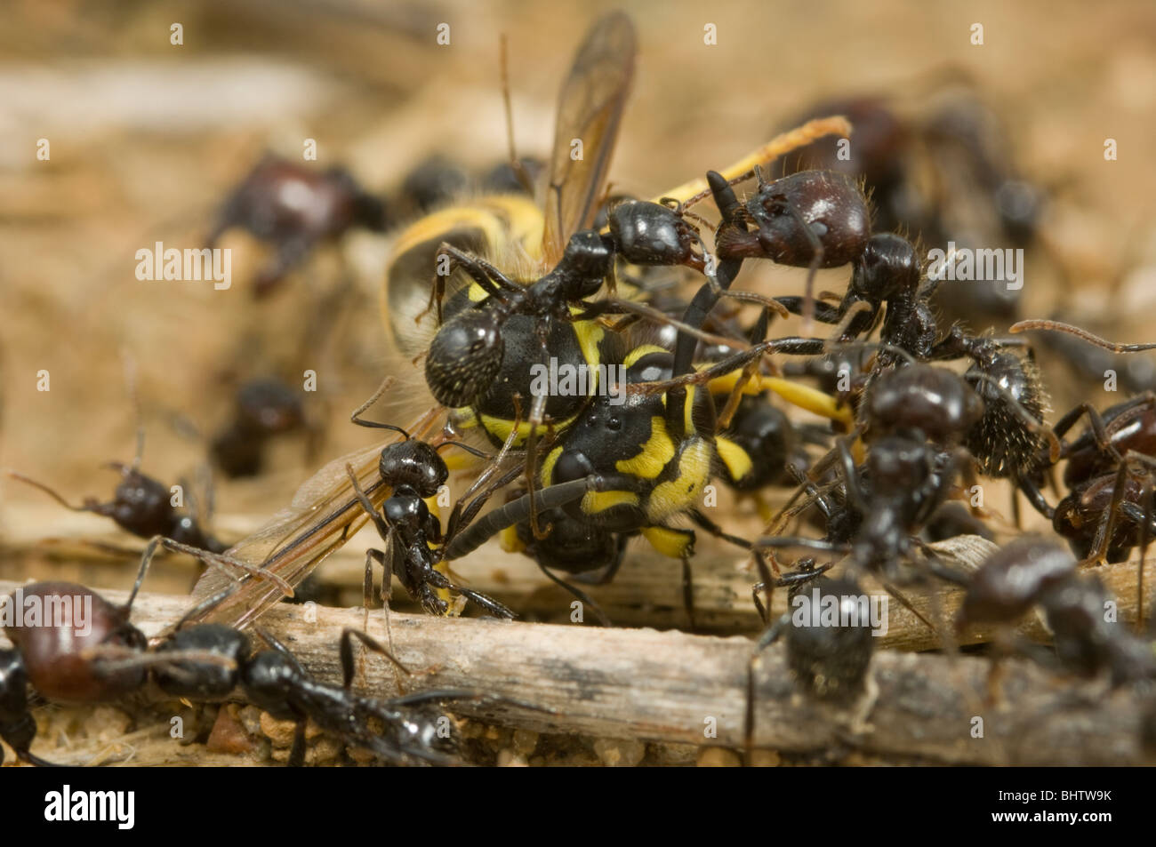 Messor barbarus workers hi-res stock photography and images - Alamy