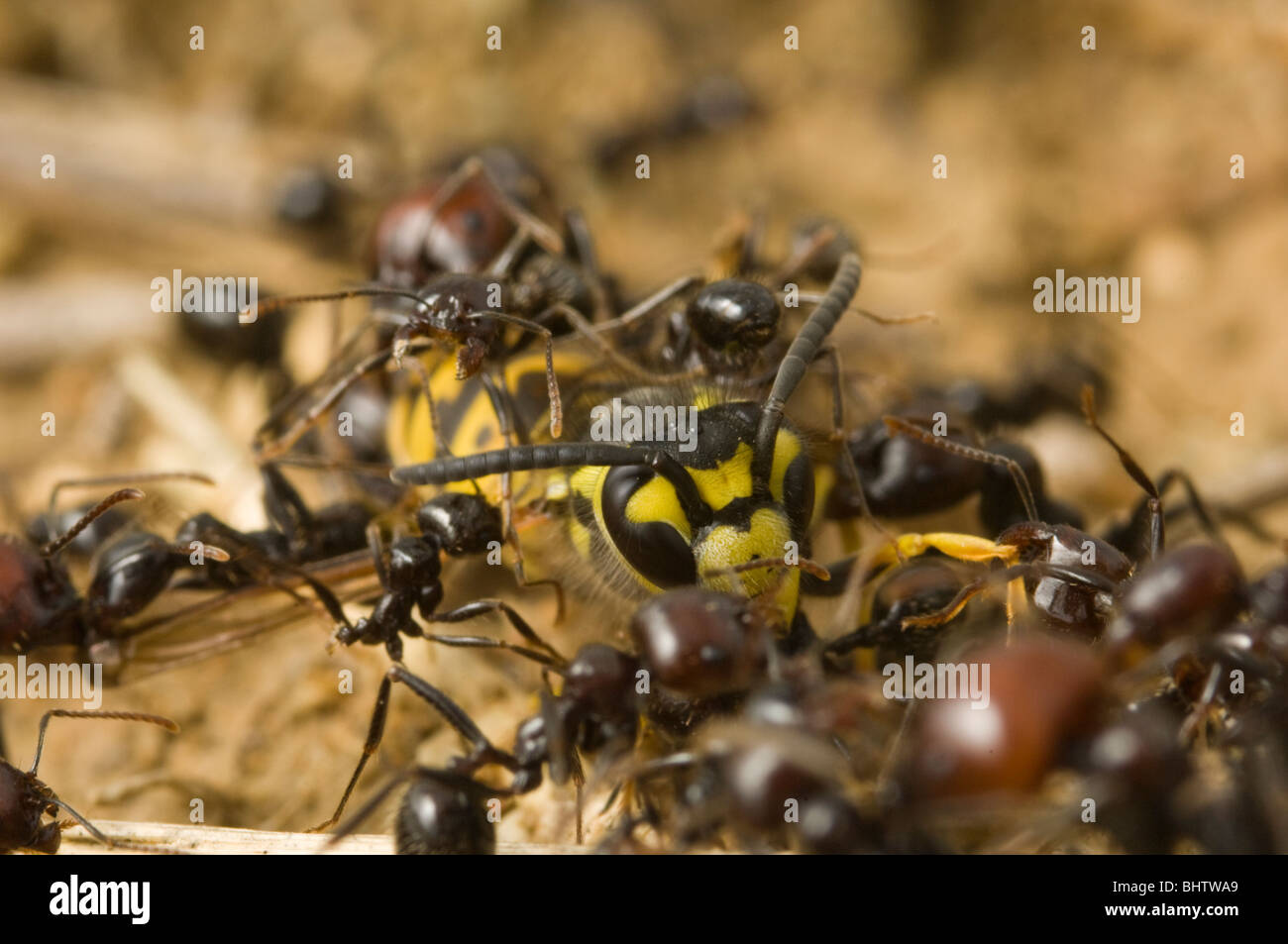 Messor barbarus ant workers capturing an attacker wasp Stock Photo - Alamy