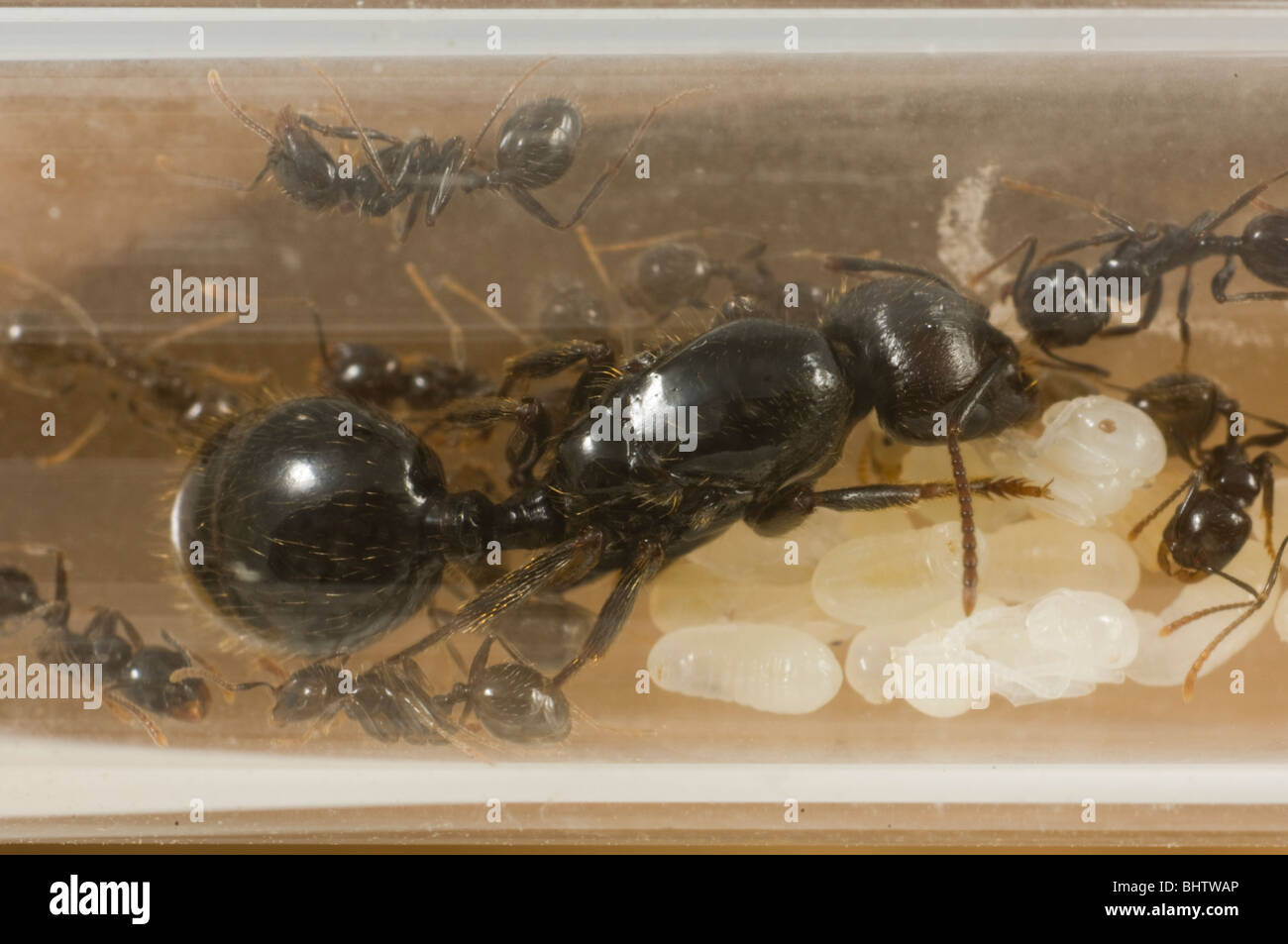 Messor barbarus the harvesting ant (Queen in controlled insectary ...