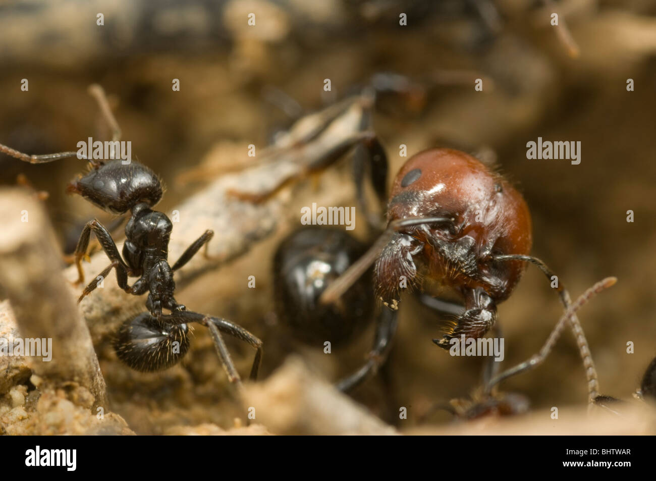 Messor barbarus the harvesting ant Stock Photo - Alamy