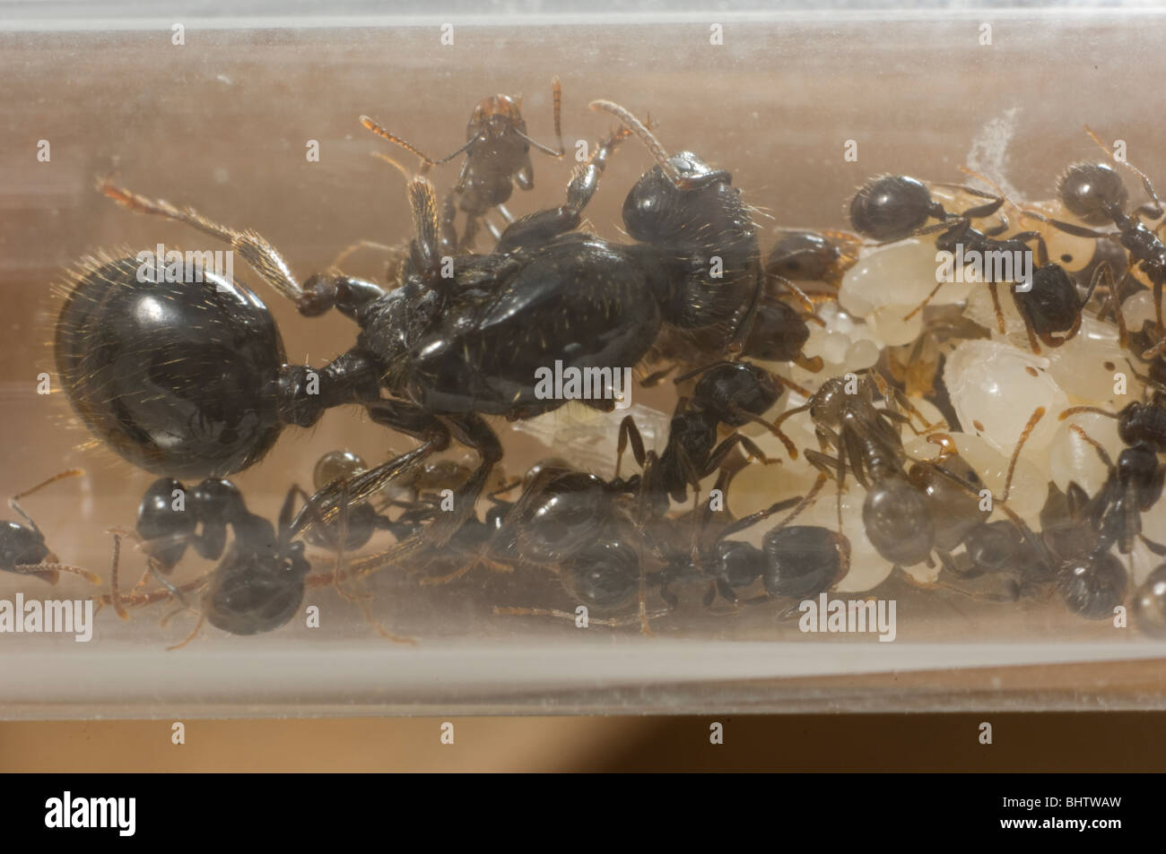 Messor barbarus the harvesting ant (Queen, pupae and larvae in ...