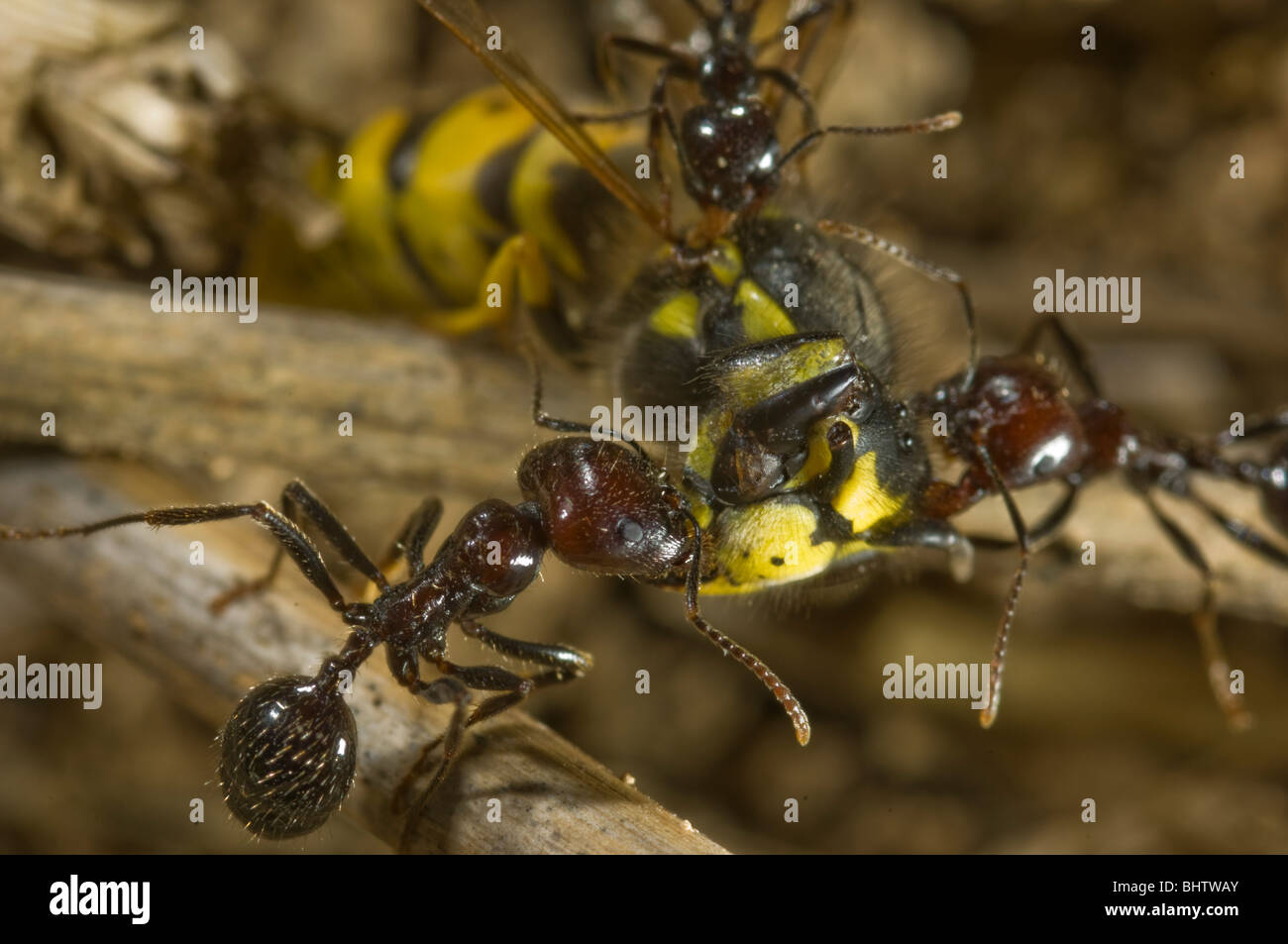 Messor barbarus ant workers capturing an attacker wasp Stock Photo - Alamy