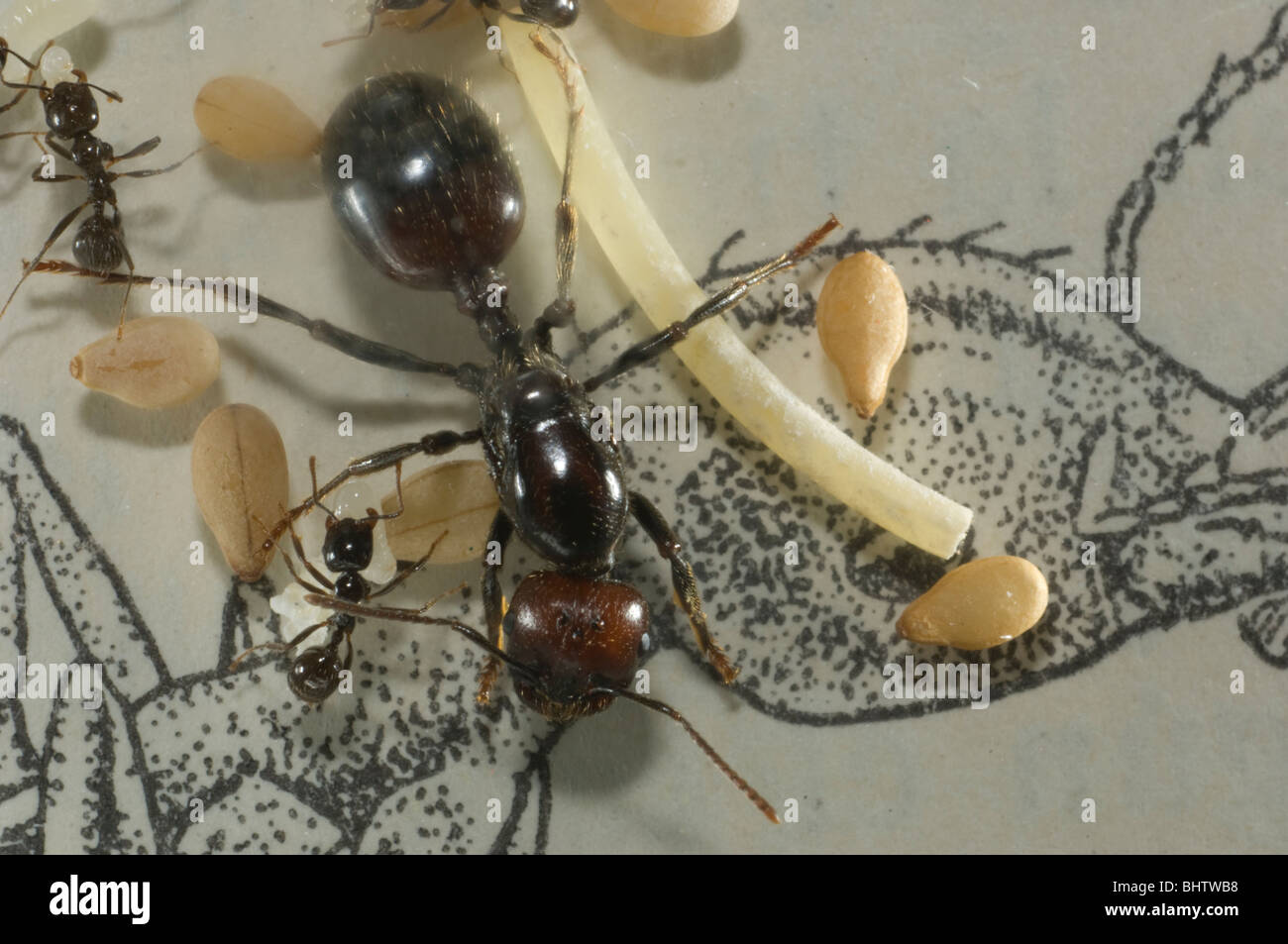 Queen of messor barbarus hi-res stock photography and images - Alamy