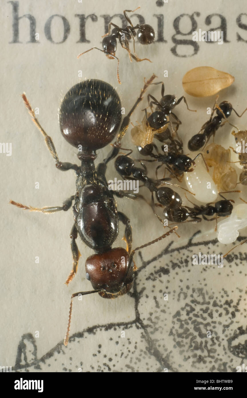 Messor barbarus the harvesting ant(Queen in controlled insectary ...