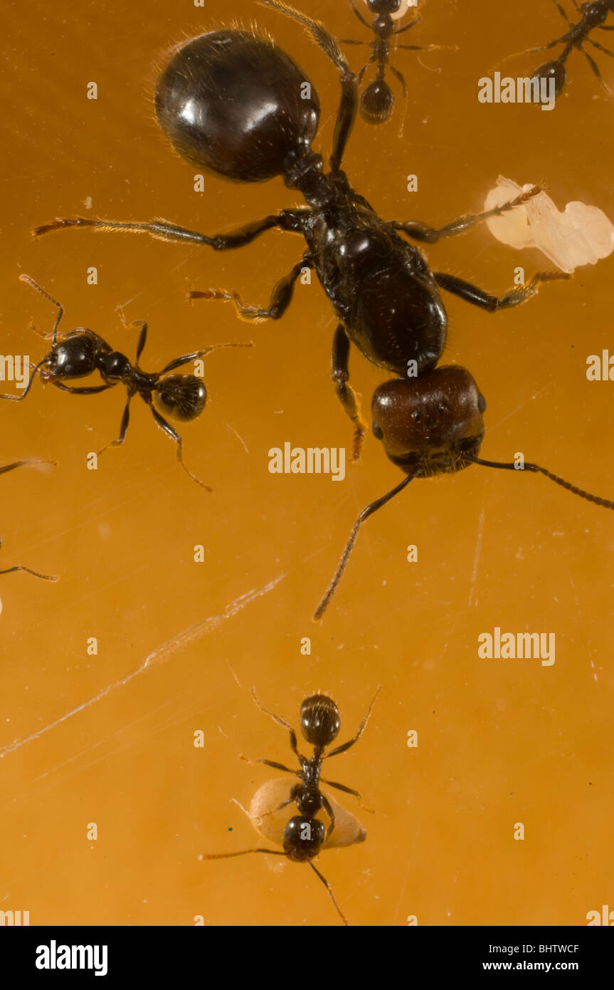 Messor barbarus the harvesting ant (Queen in controlled insectary ...
