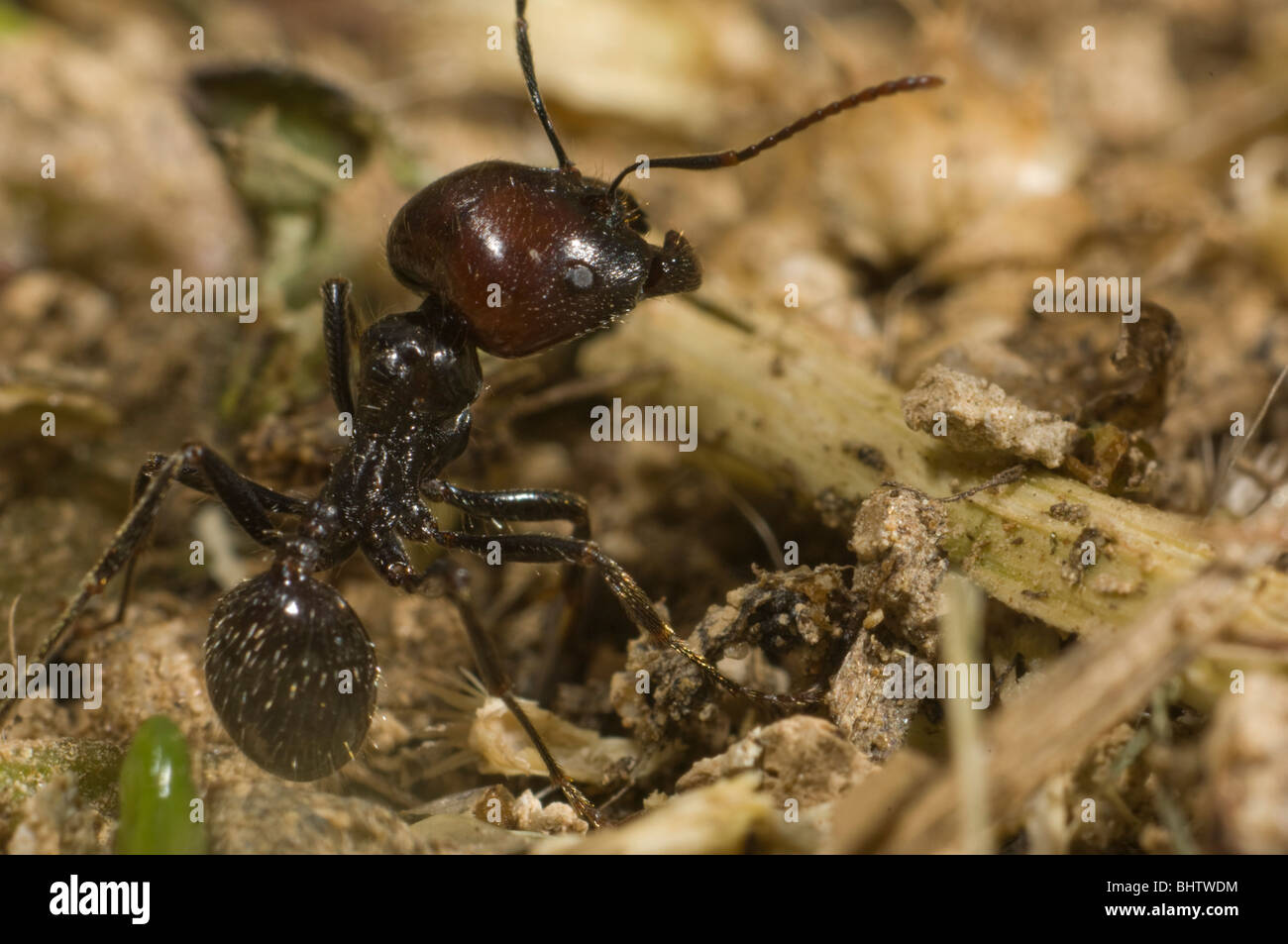 Messor barbarus the harvesting ant (worker Stock Photo - Alamy