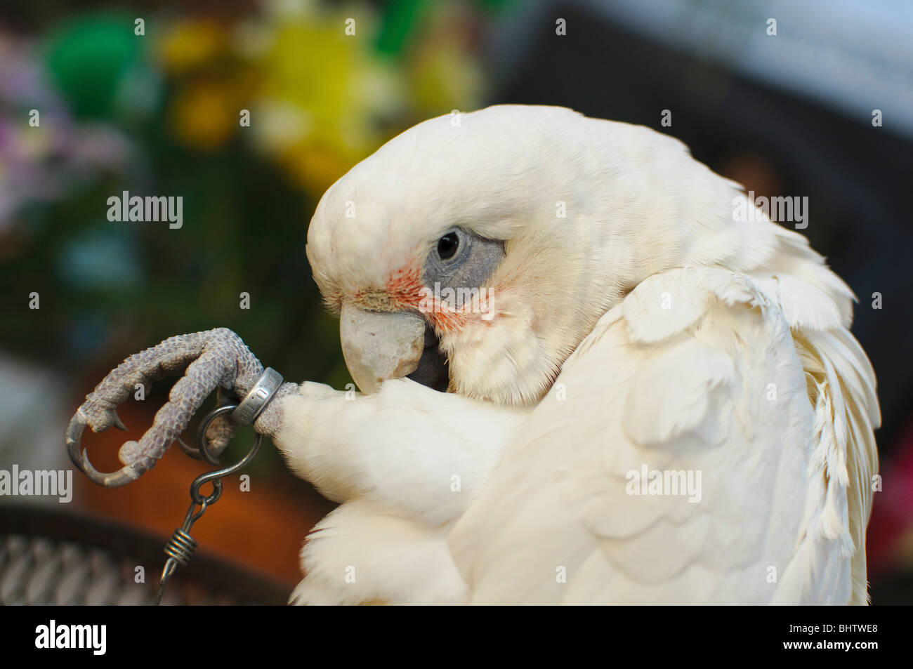Parrot cockatoo hi-res stock photography and images - Alamy
