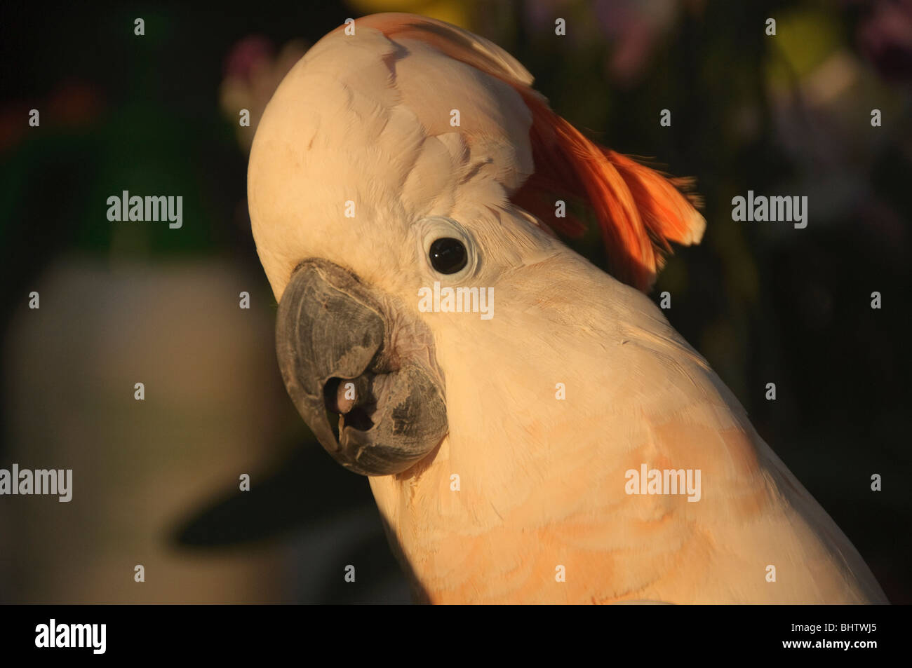 Parrot cockatoo hi-res stock photography and images - Alamy