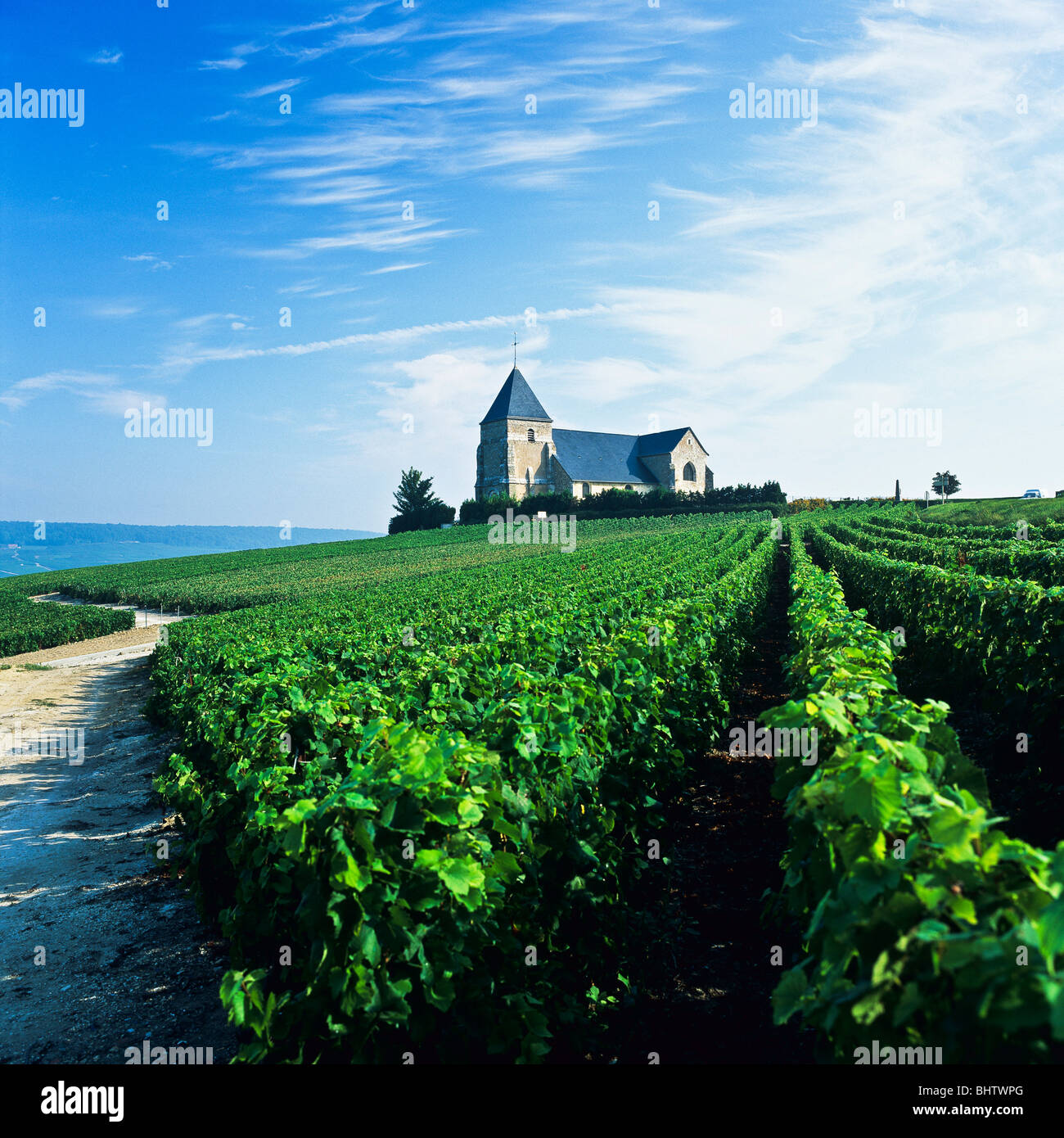 Vineyard and St Martin de Chavot, romanesque church 12th century ...