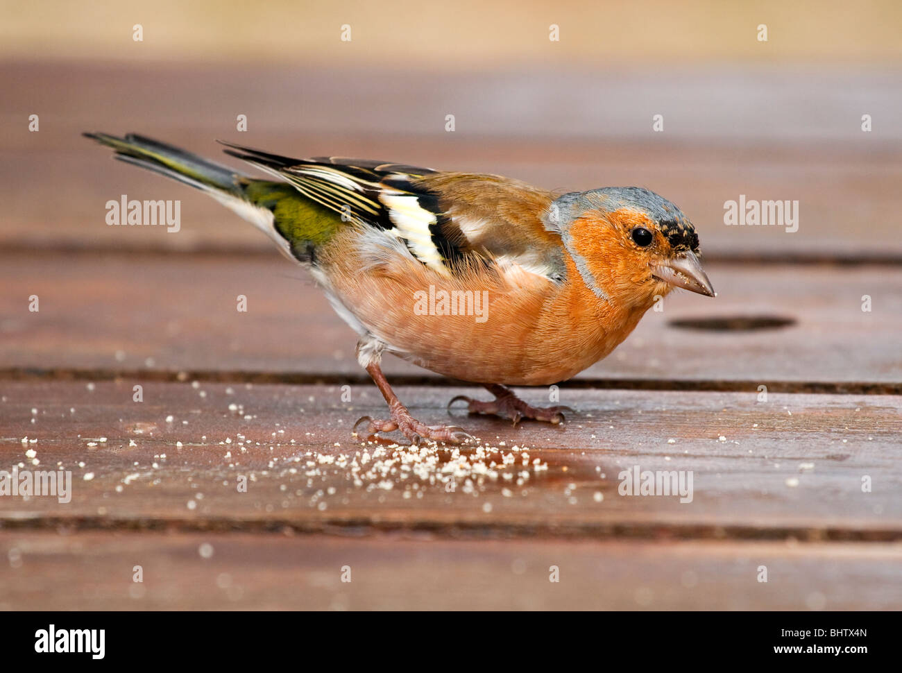 Commonly found in uk gardens hi-res stock photography and images - Alamy