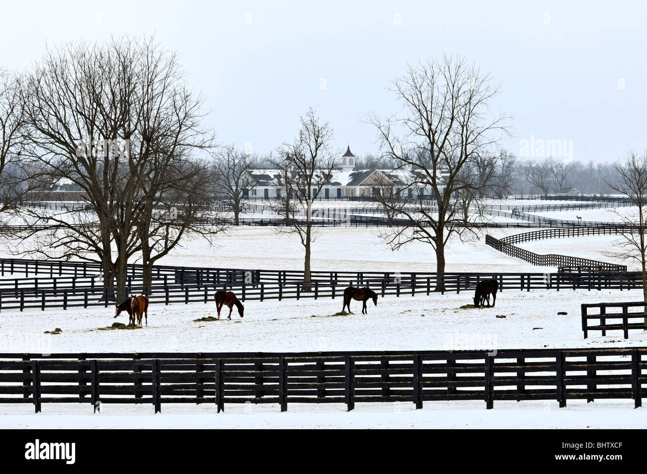 Thoroughbred horse snow hi-res stock photography and images - Alamy