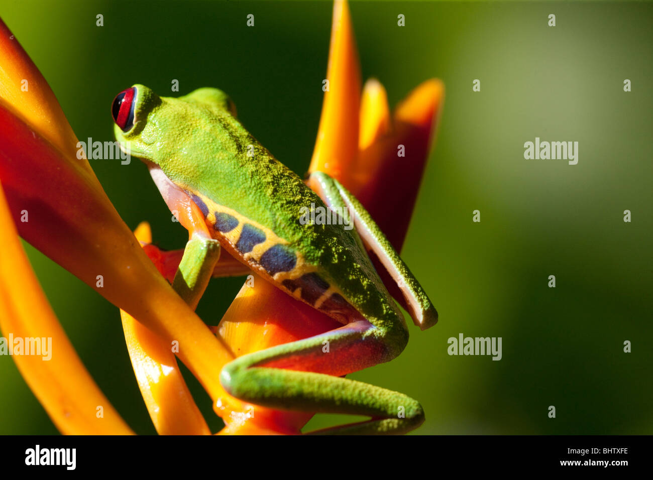 Red-eyed Tree frog, Costa Rica Stock Photo - Alamy