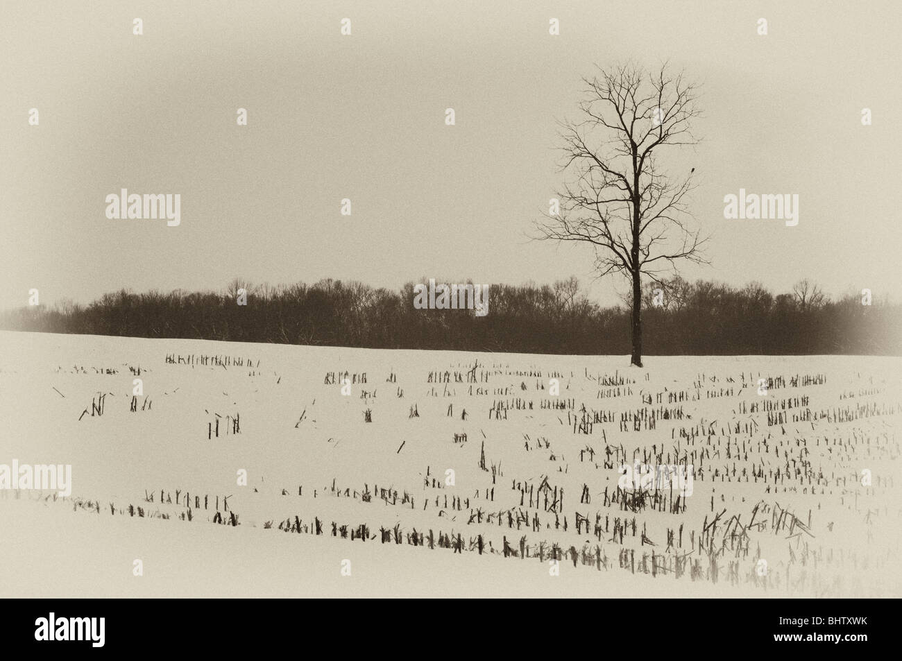 Antique Plate Effect of Lone Tree in Barren Corn Field Covered in Snow ...